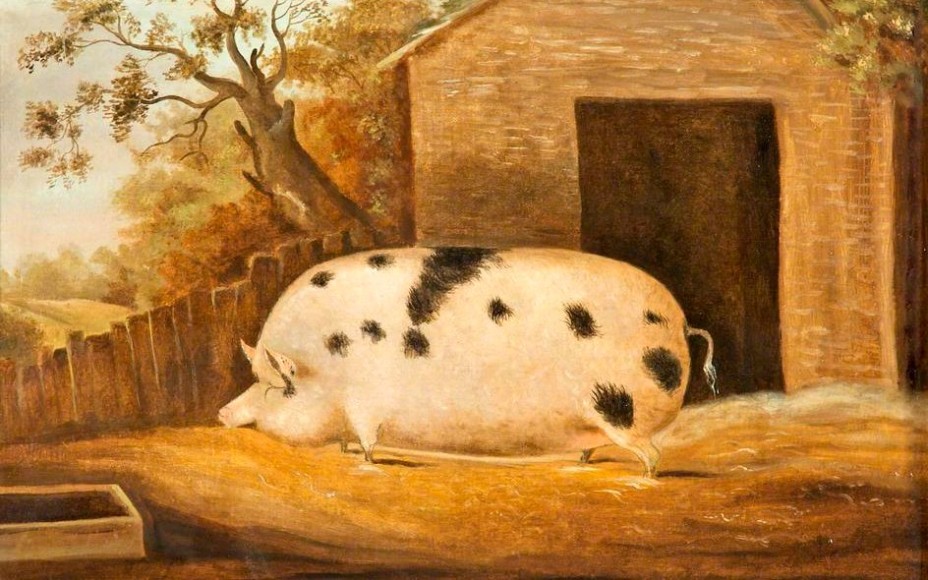 PYG - The Learned Pig