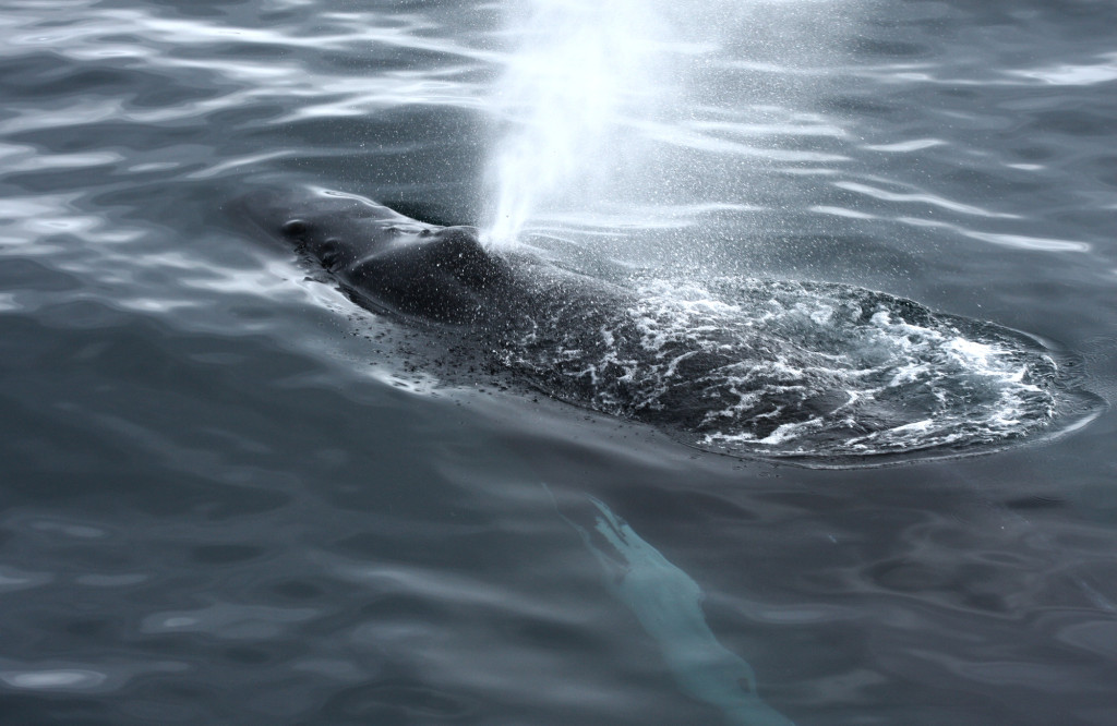 The Decomposition of Cetaceans - The Learned Pig